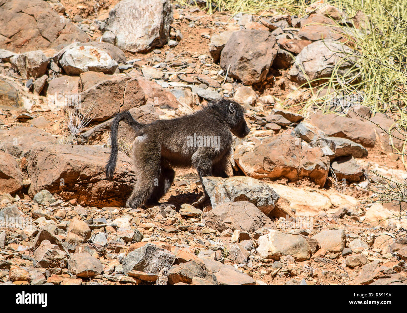 baboon in namibia Stock Photo - Alamy