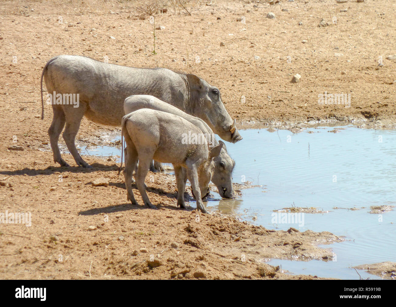 warthogs at a waterhole Stock Photo - Alamy