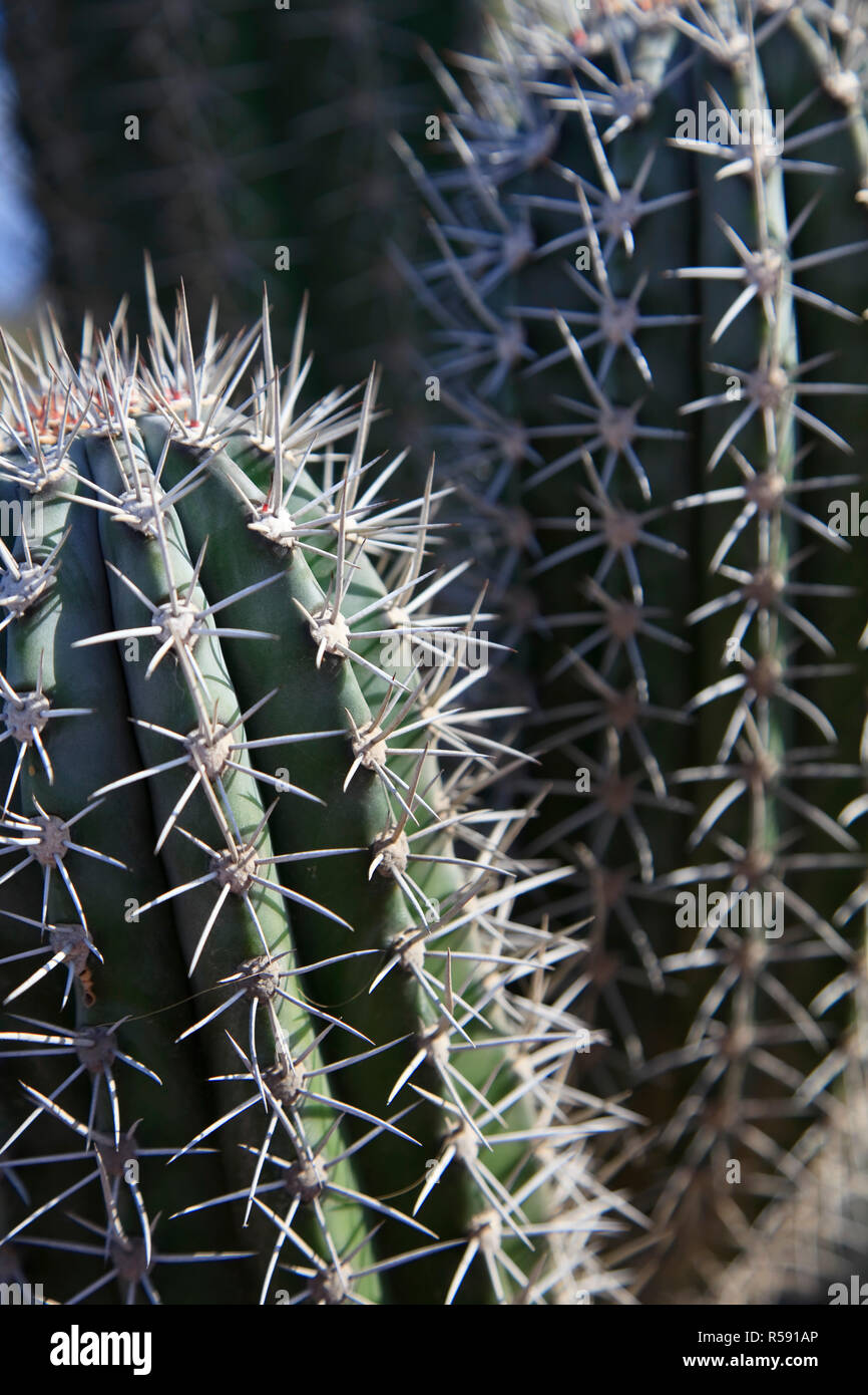 Caribbean islands cactus landscape hi-res stock photography and images ...