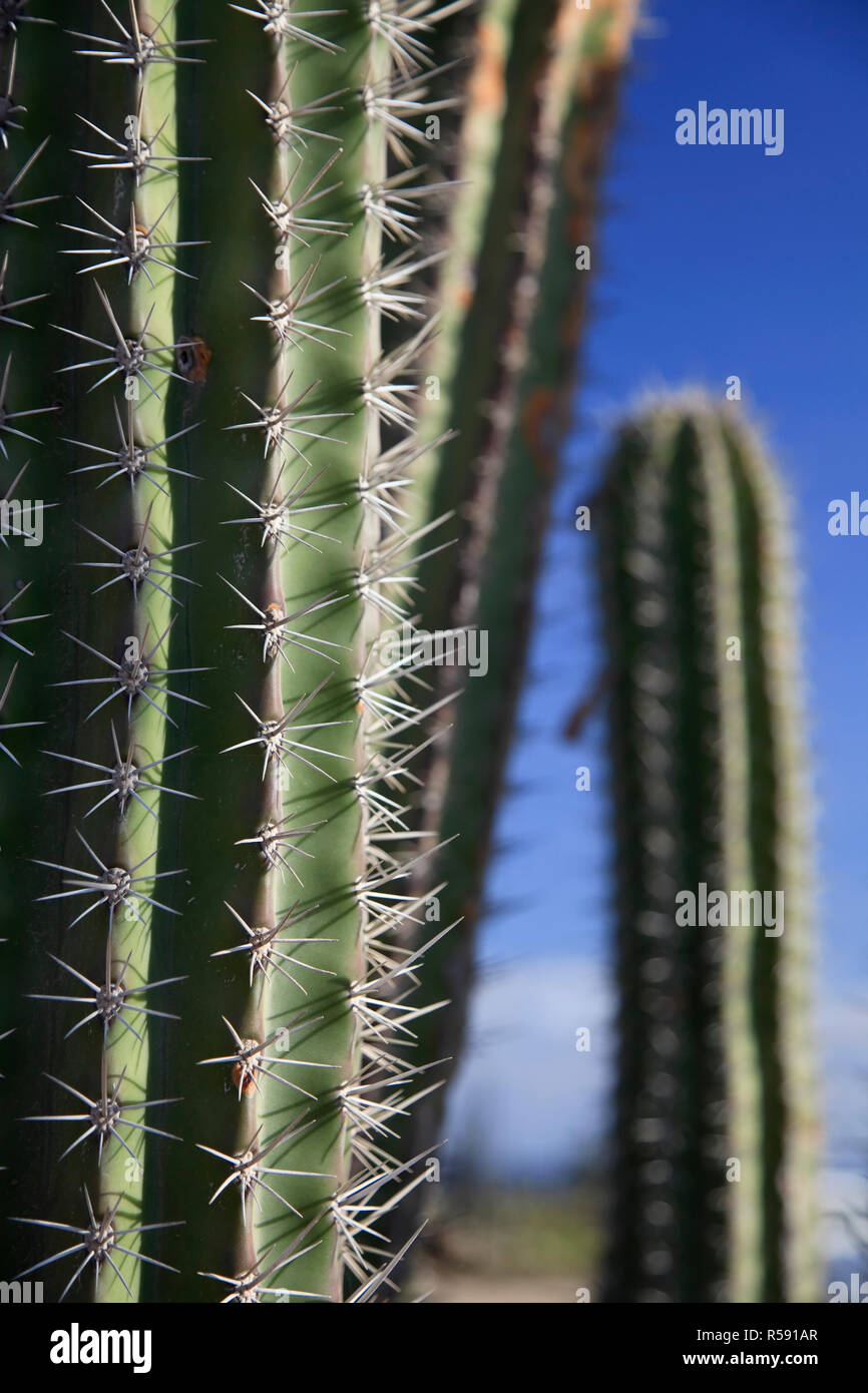 Caribbean islands cactus landscape hi-res stock photography and images ...