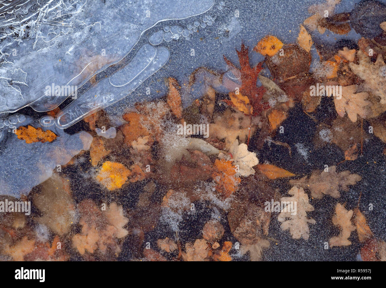 Peitz, Germany. 30th Nov, 2018. Autumn leaves are frozen under a layer ...
