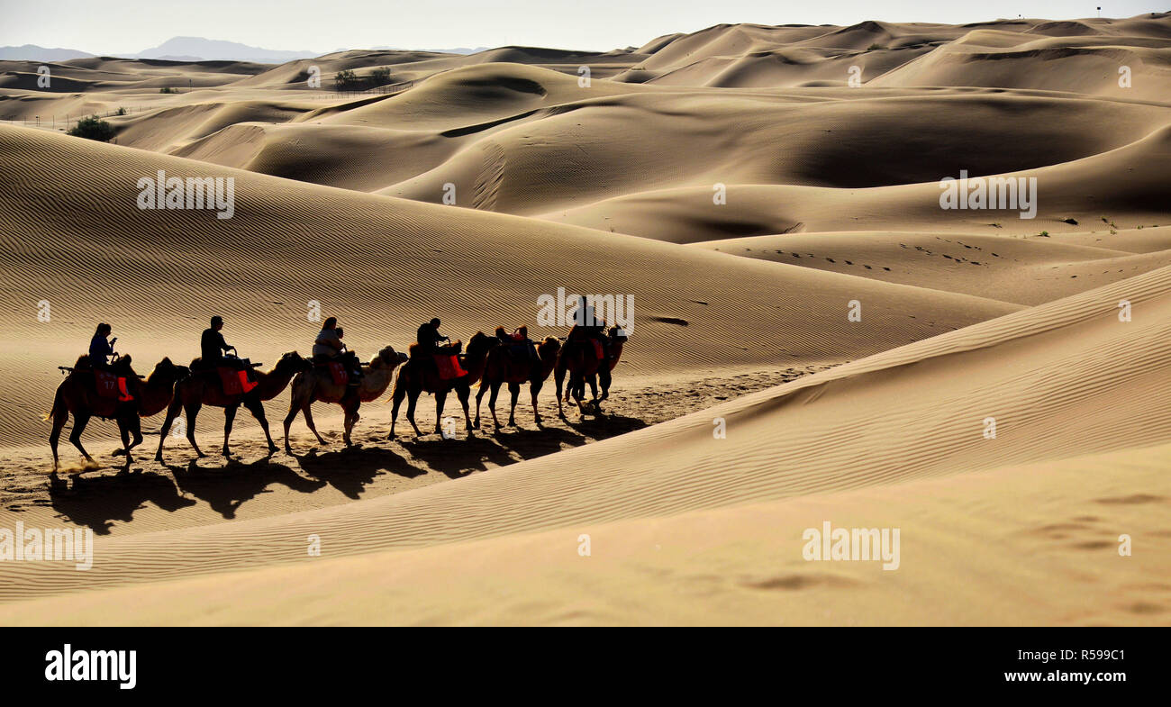 Zhongwei, Zhongwei, China. 30th Nov, 2018. Zhongwei, CHINA-Camels walk ...