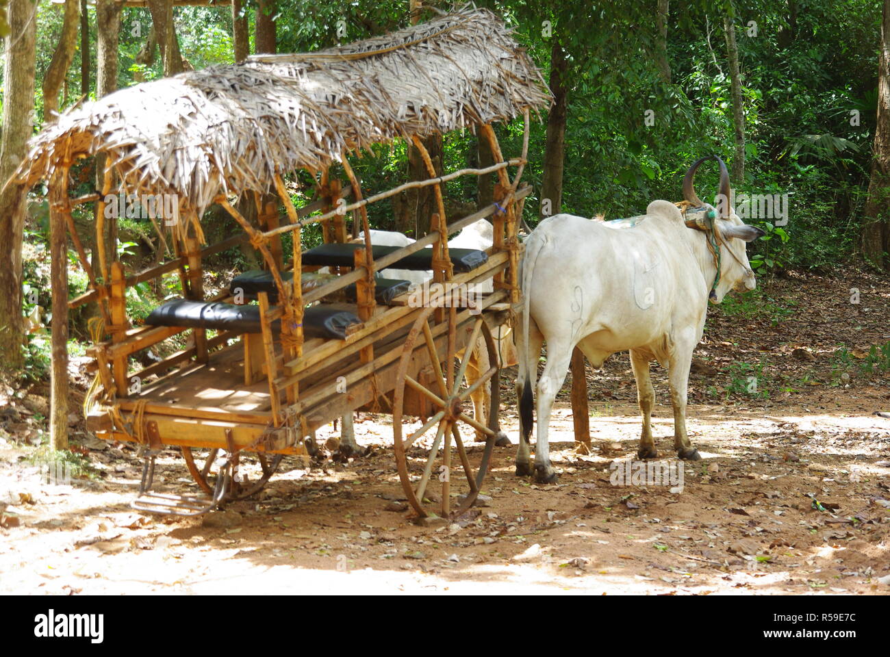 Cattle yoke cart hi-res stock photography and images - Alamy