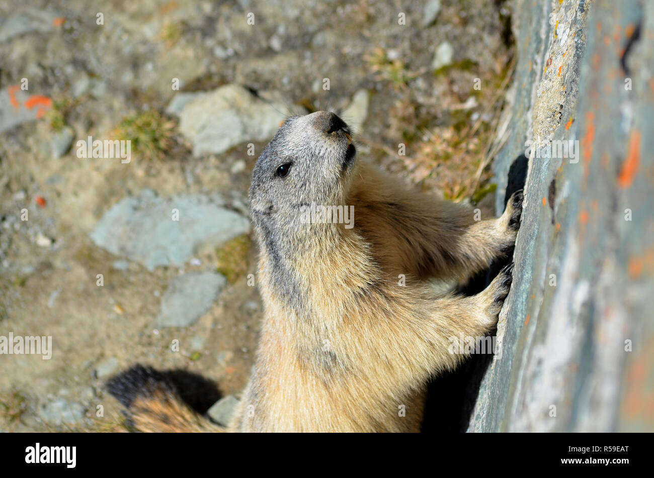 Marmot pet hi-res stock photography and images - Alamy