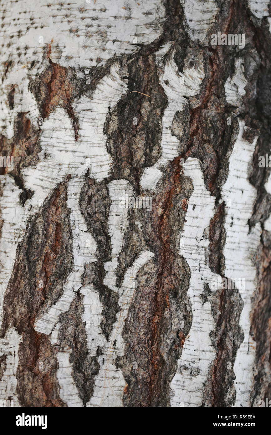 Birch bark texture Stock Photo - Alamy