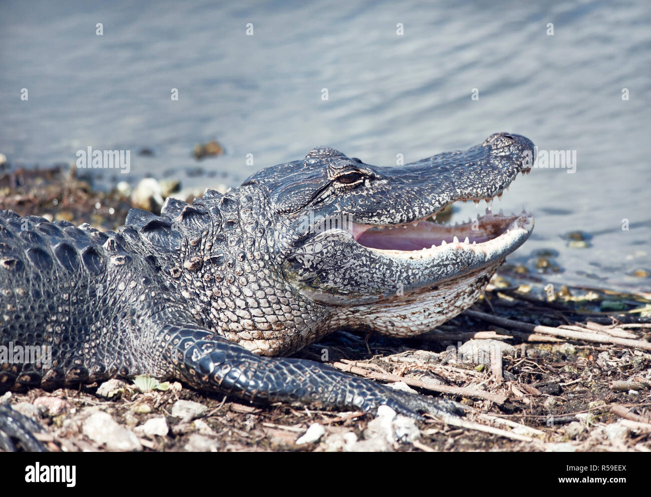 Young alligator basking Stock Photo - Alamy