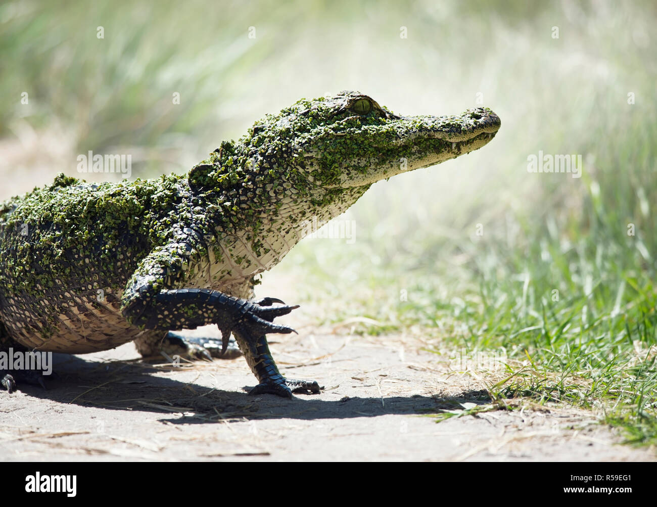 American alligator walking hi-res stock photography and images - Alamy