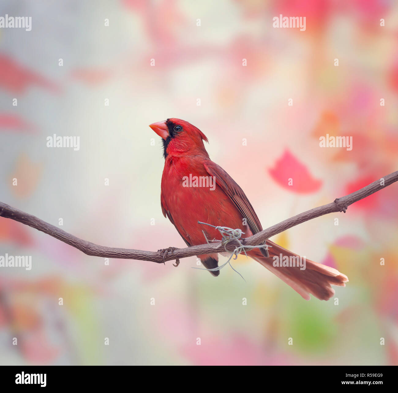 Male Northern Cardinal Stock Photo - Alamy