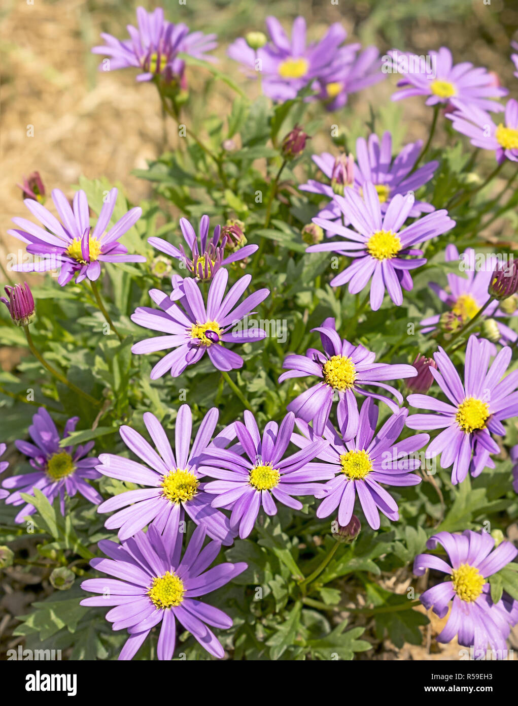 Western Australia Swan River Daisy Stock Photo - Alamy