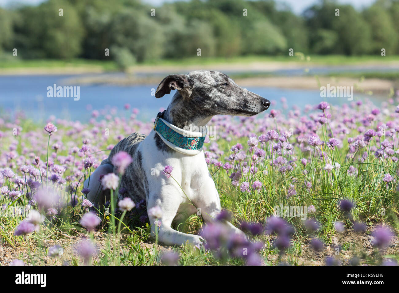 Gray-white whippet lies on the river bank Stock Photo - Alamy