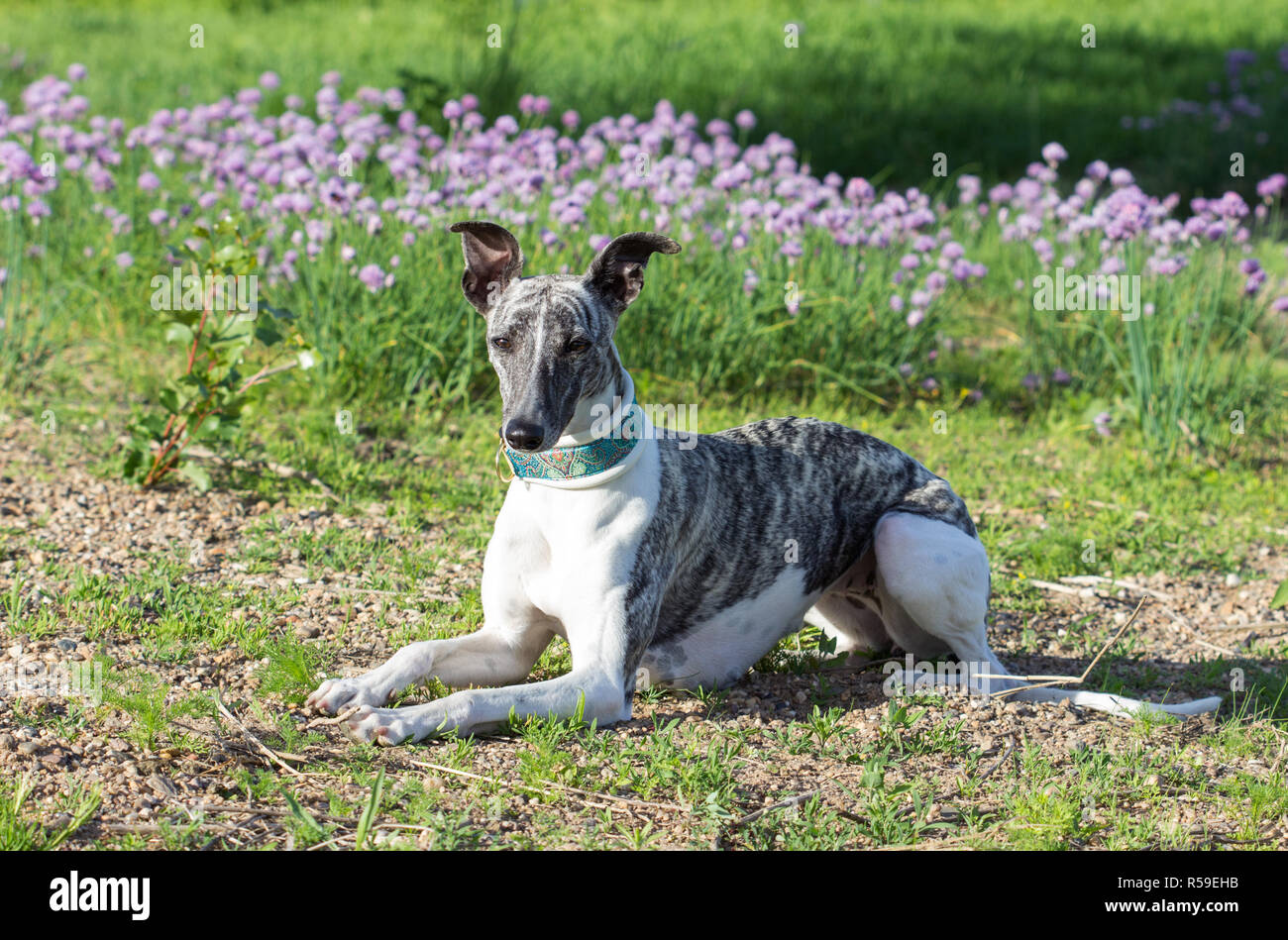 Whippet side view hi-res stock photography and images - Alamy