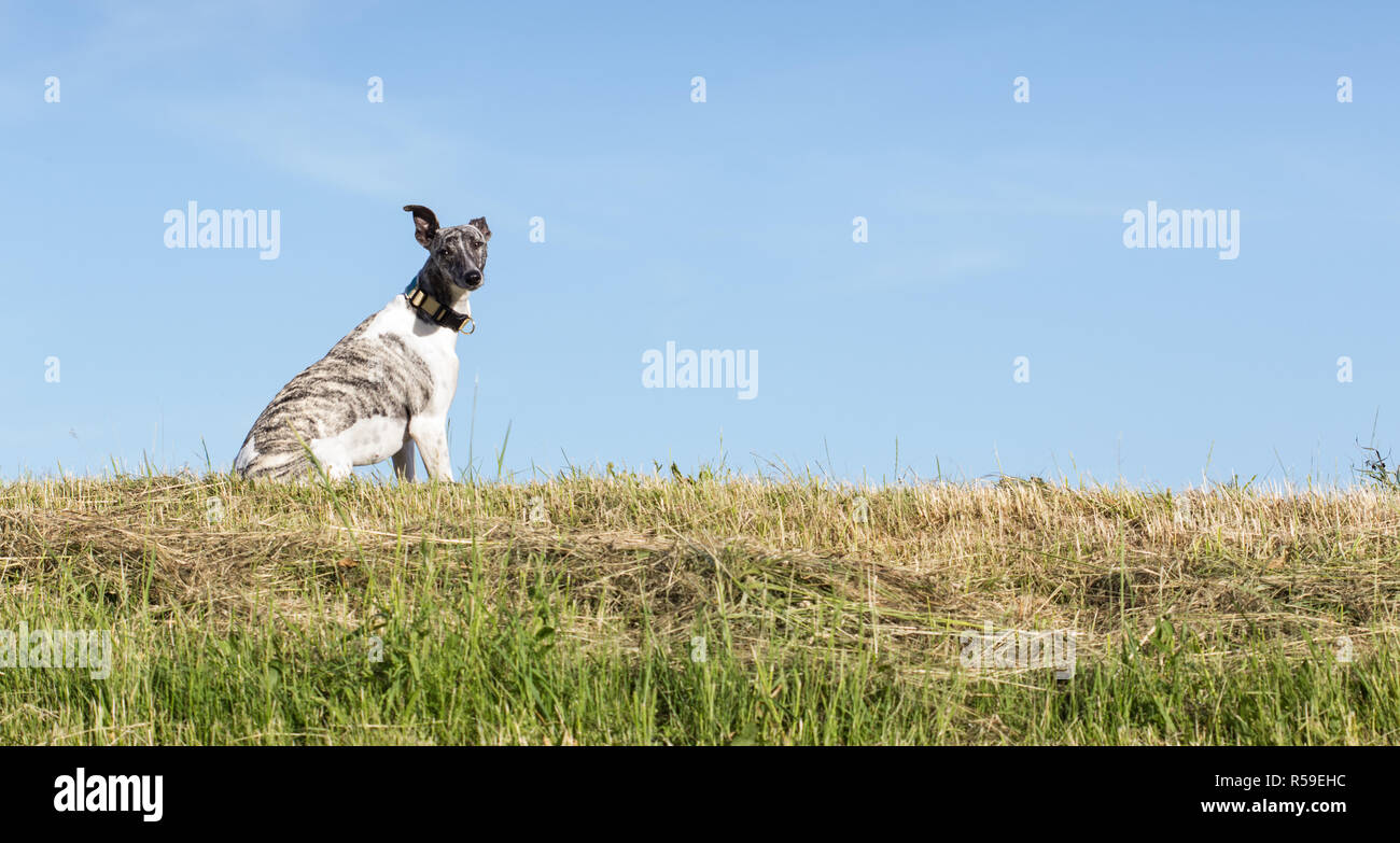 Whippet side view hi-res stock photography and images - Alamy