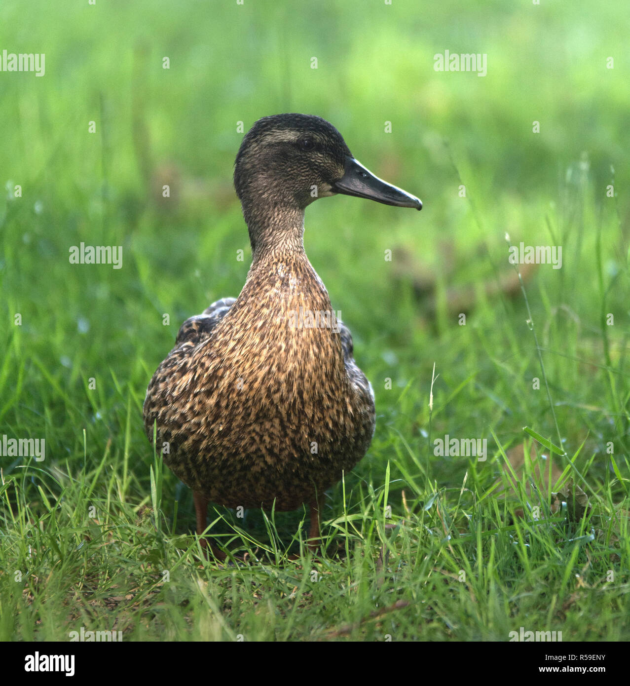 Drake birds hi-res stock photography and images - Alamy