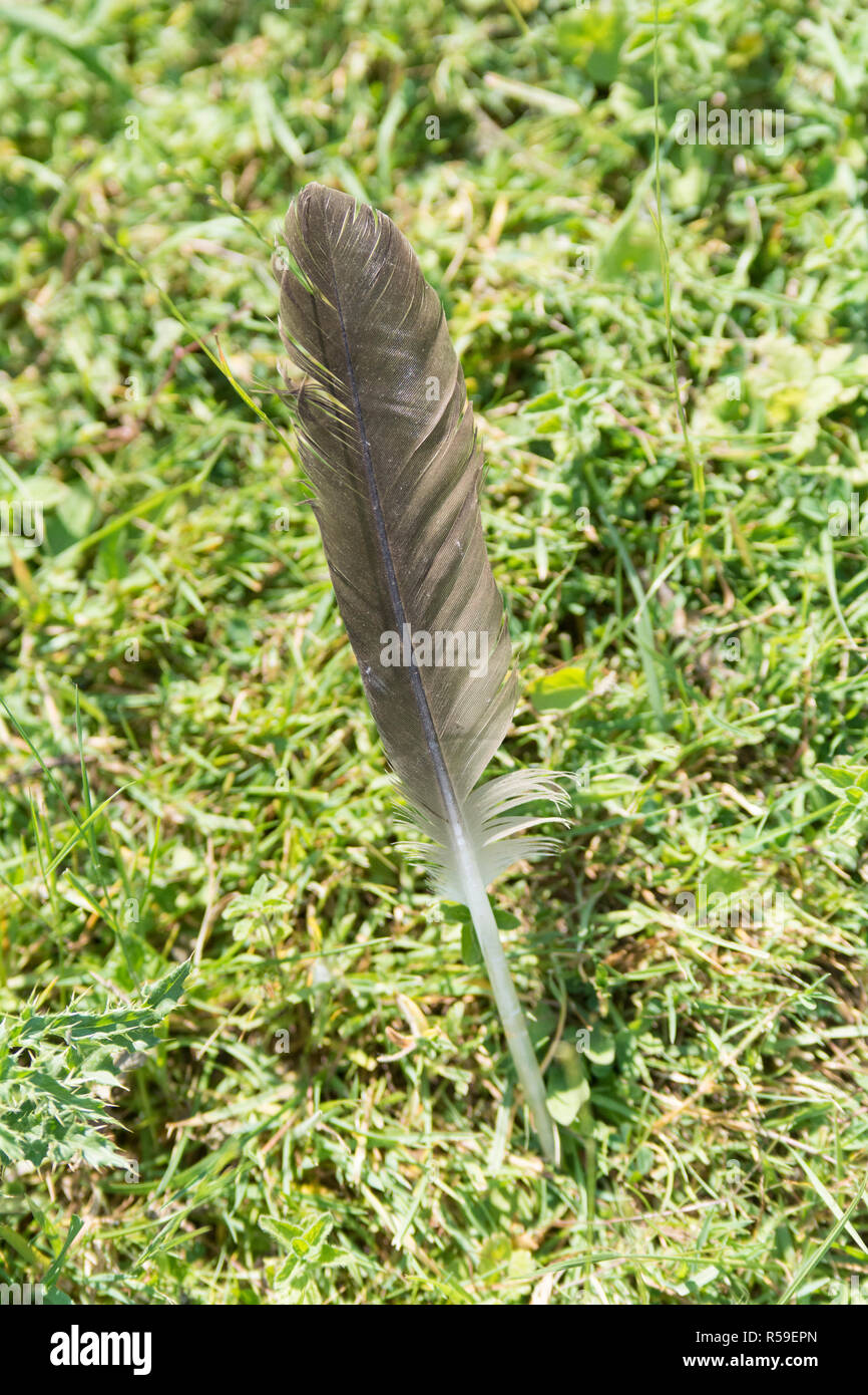 Entenfeder hi-res stock photography and images - Alamy
