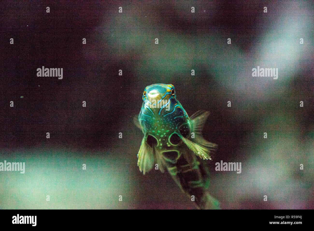 Dragonet Fish High Resolution Stock Photography and Images - Alamy