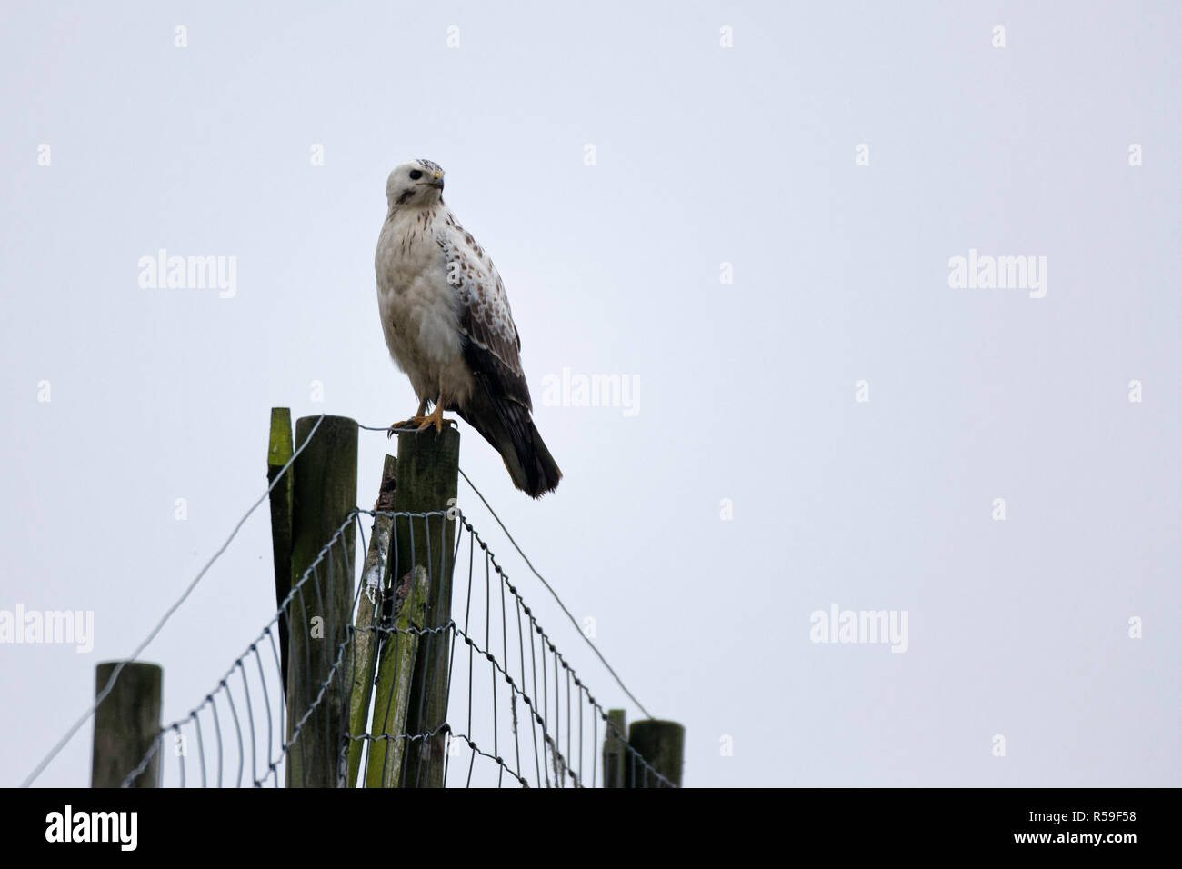 white mouse bussard Stock Photo - Alamy