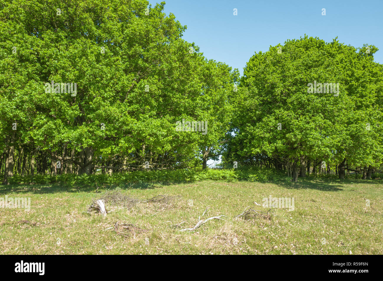 Old oak trees and ferns hi-res stock photography and images - Alamy