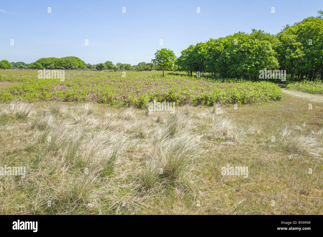 Old oak trees and ferns hi-res stock photography and images - Alamy