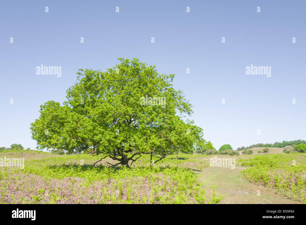 Old Oak Trees And Ferns High Resolution Stock Photography and Images ...
