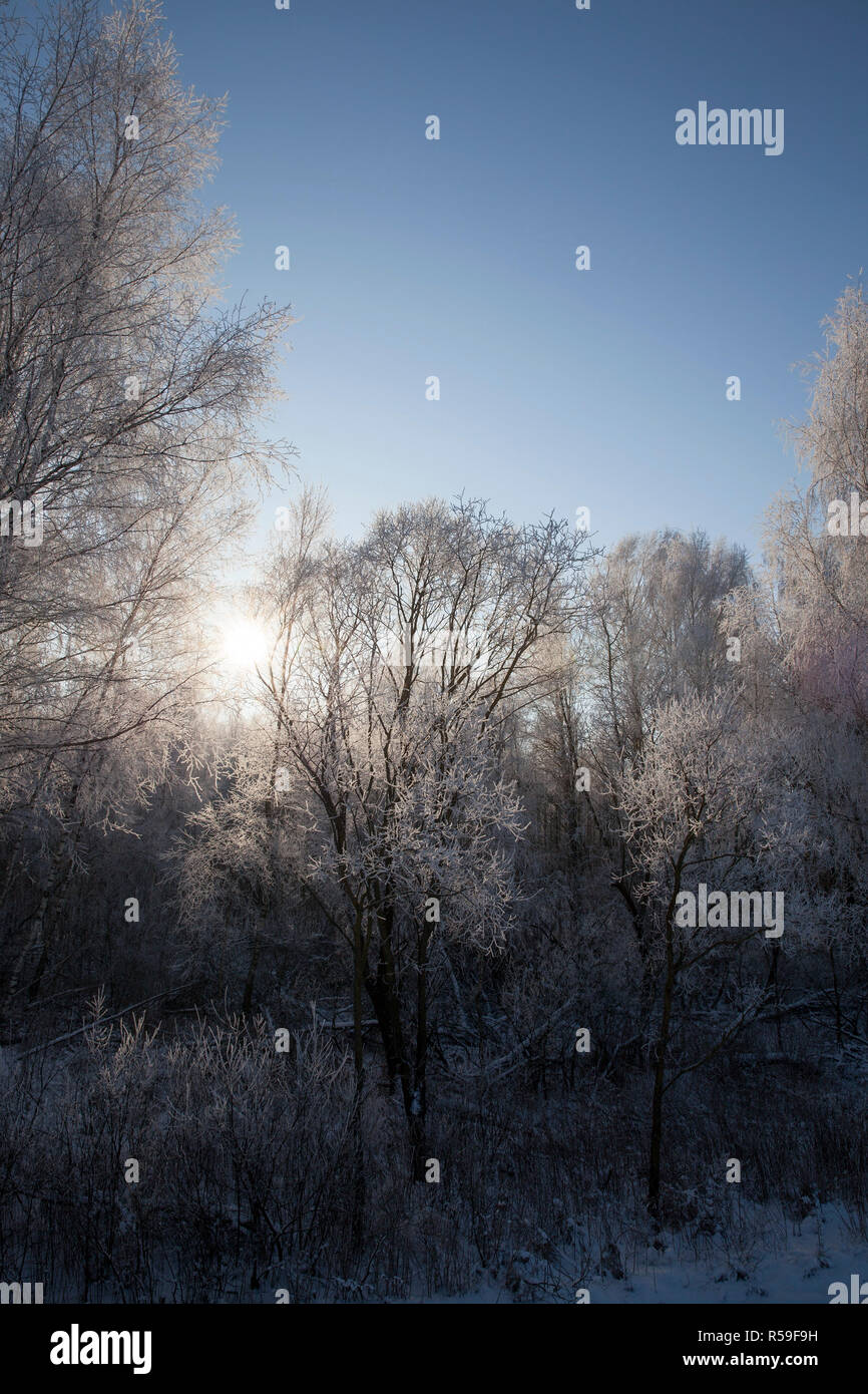 sun illuminating the trees, covered with frost, Winter season, Forest ...