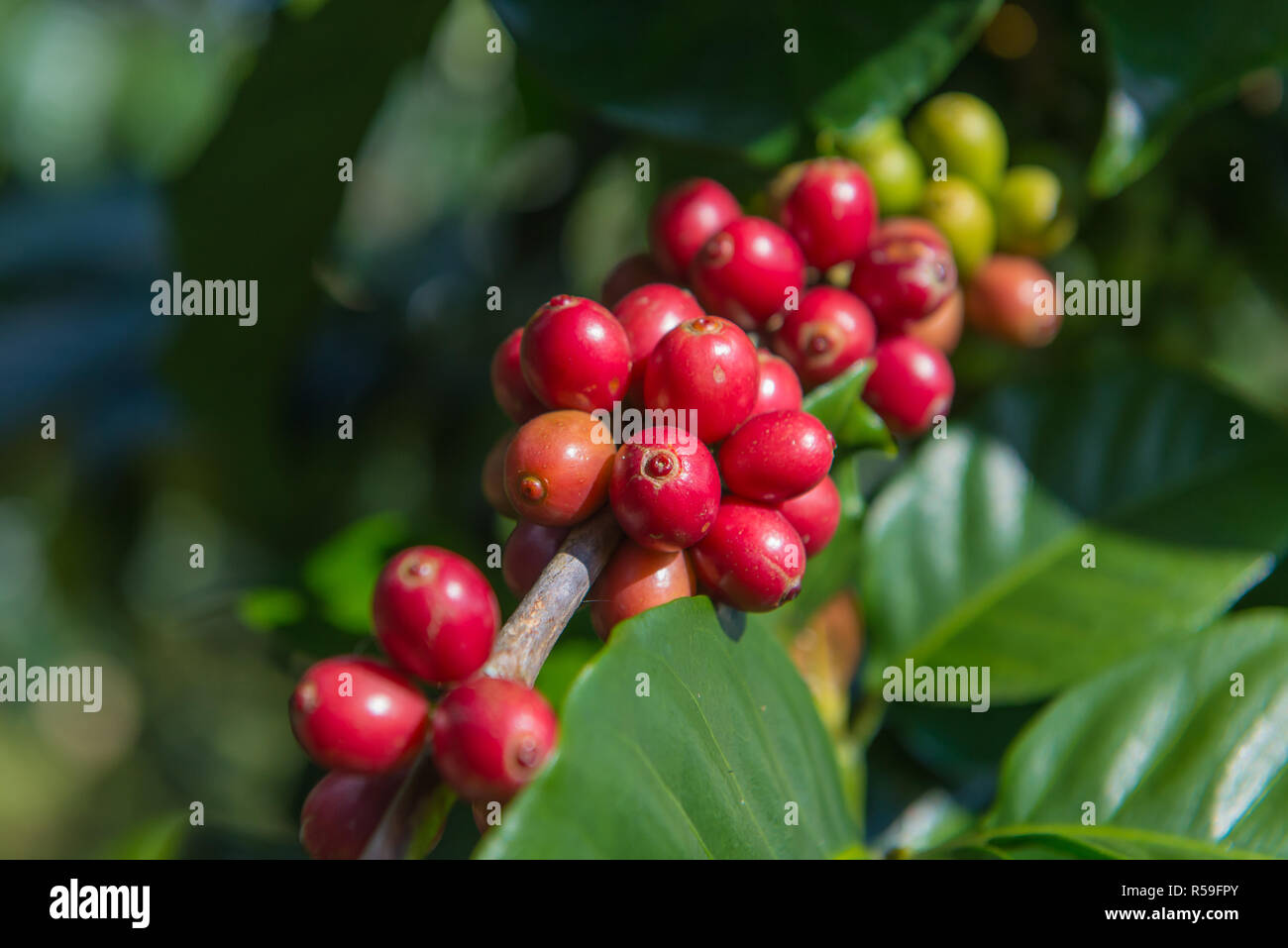 Arabica and Robusta tree in Coffee plantation Stock Photo - Alamy
