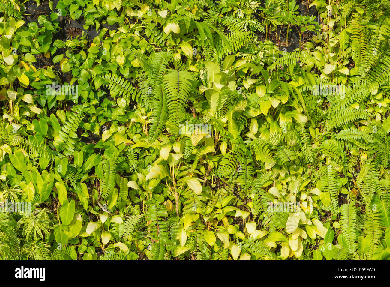 green leaf in agricultural farm for background Stock Photo - Alamy