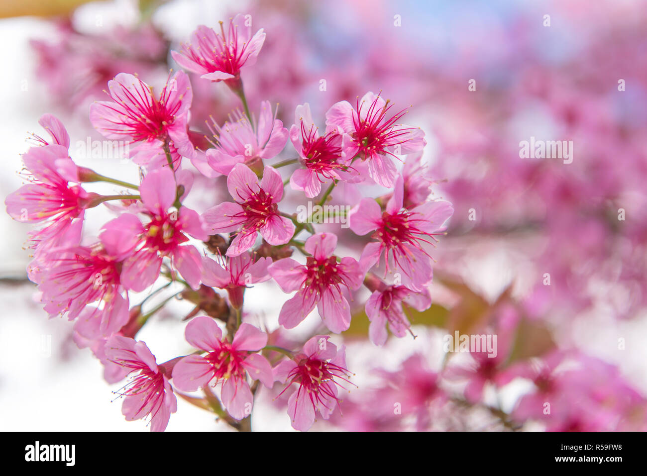 Amazing cherry blossom during sakura hi-res stock photography and ...