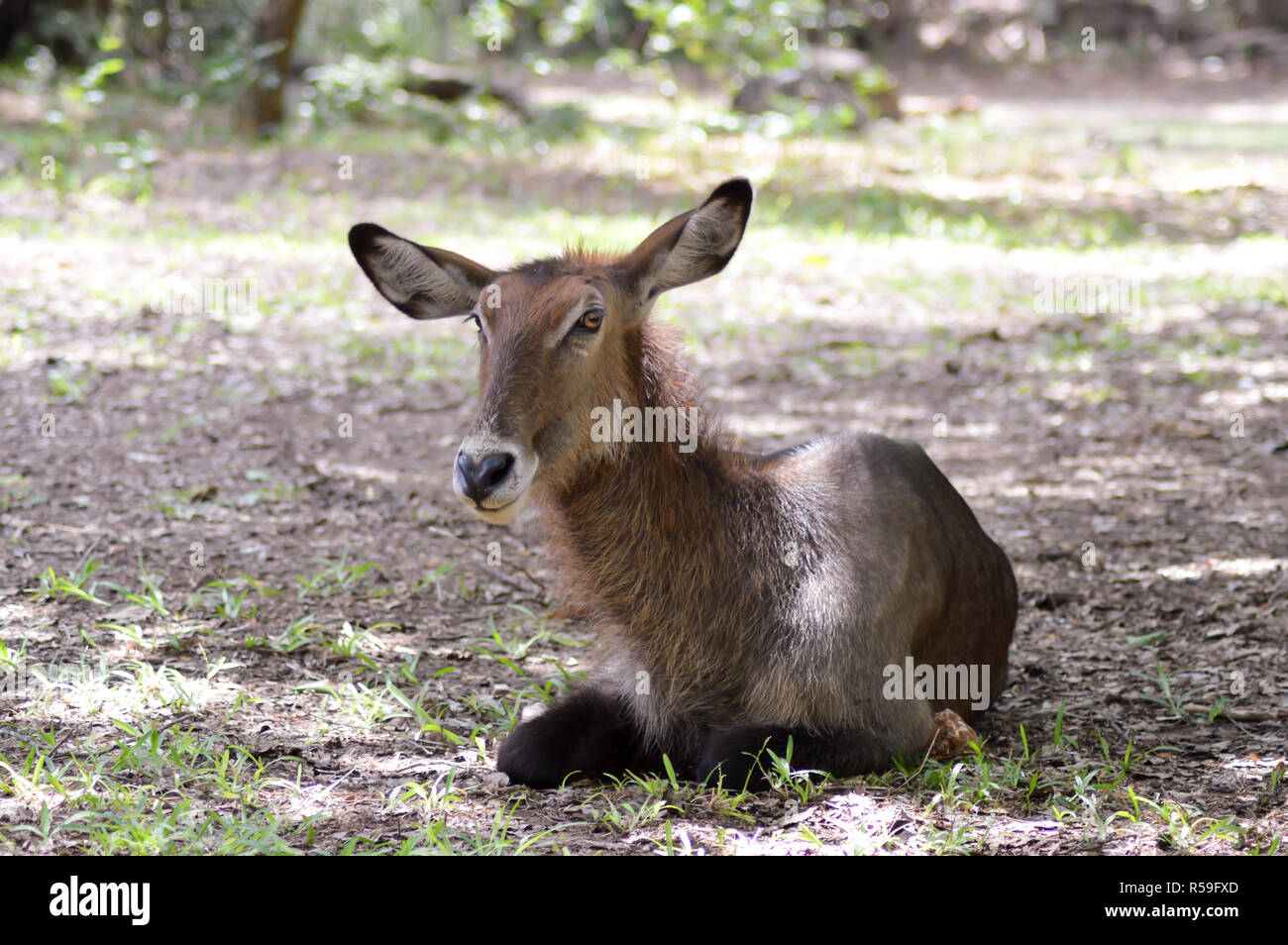 Koudou sleeping on the floor Stock Photo - Alamy