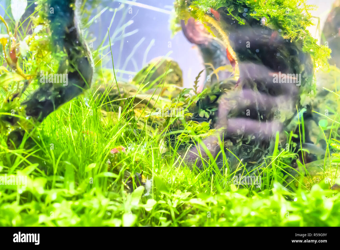 Planted aquarium fish hi-res stock photography and images - Alamy