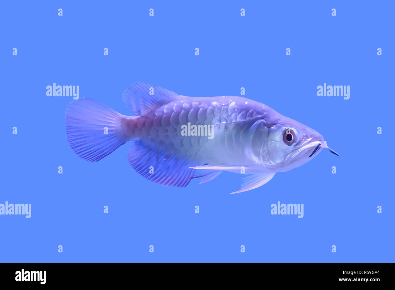 Beautiful arowana fish in hi-res stock photography and images - Alamy