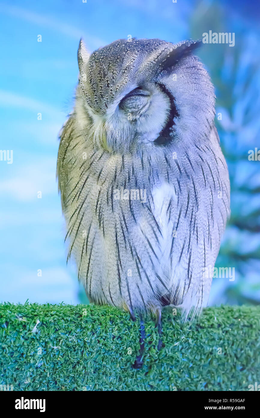 Sleeping barn owl hi-res stock photography and images - Alamy