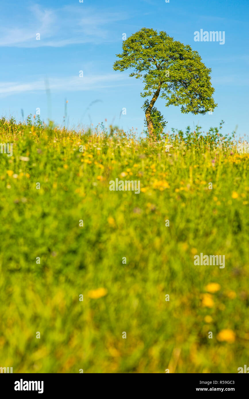 tree in a summer meadow Stock Photo - Alamy