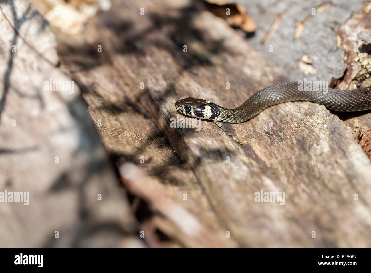 grass snake - sunbath Stock Photo - Alamy
