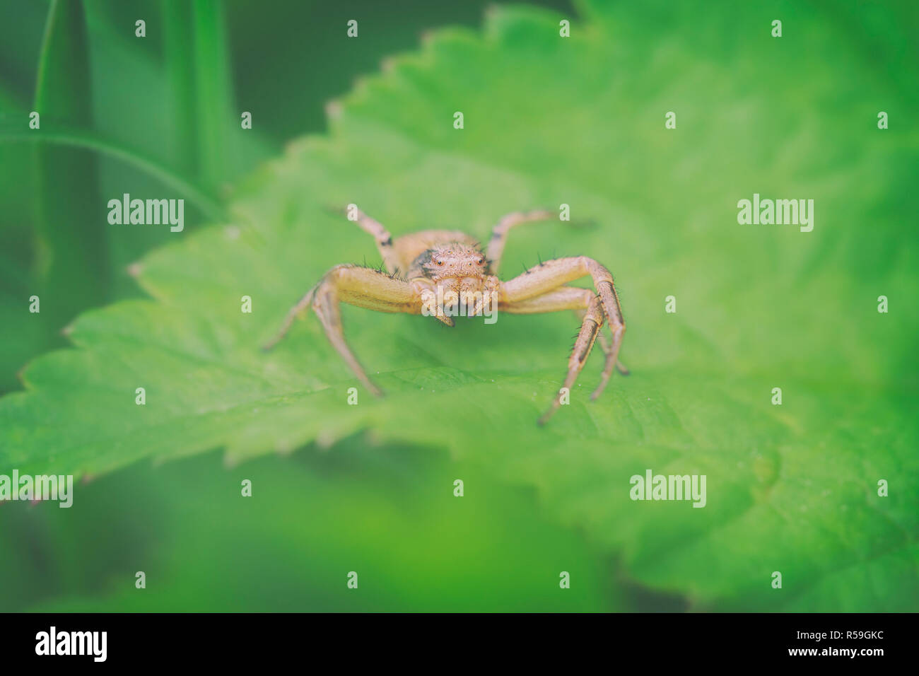 crab spider - thomisidae Stock Photo - Alamy