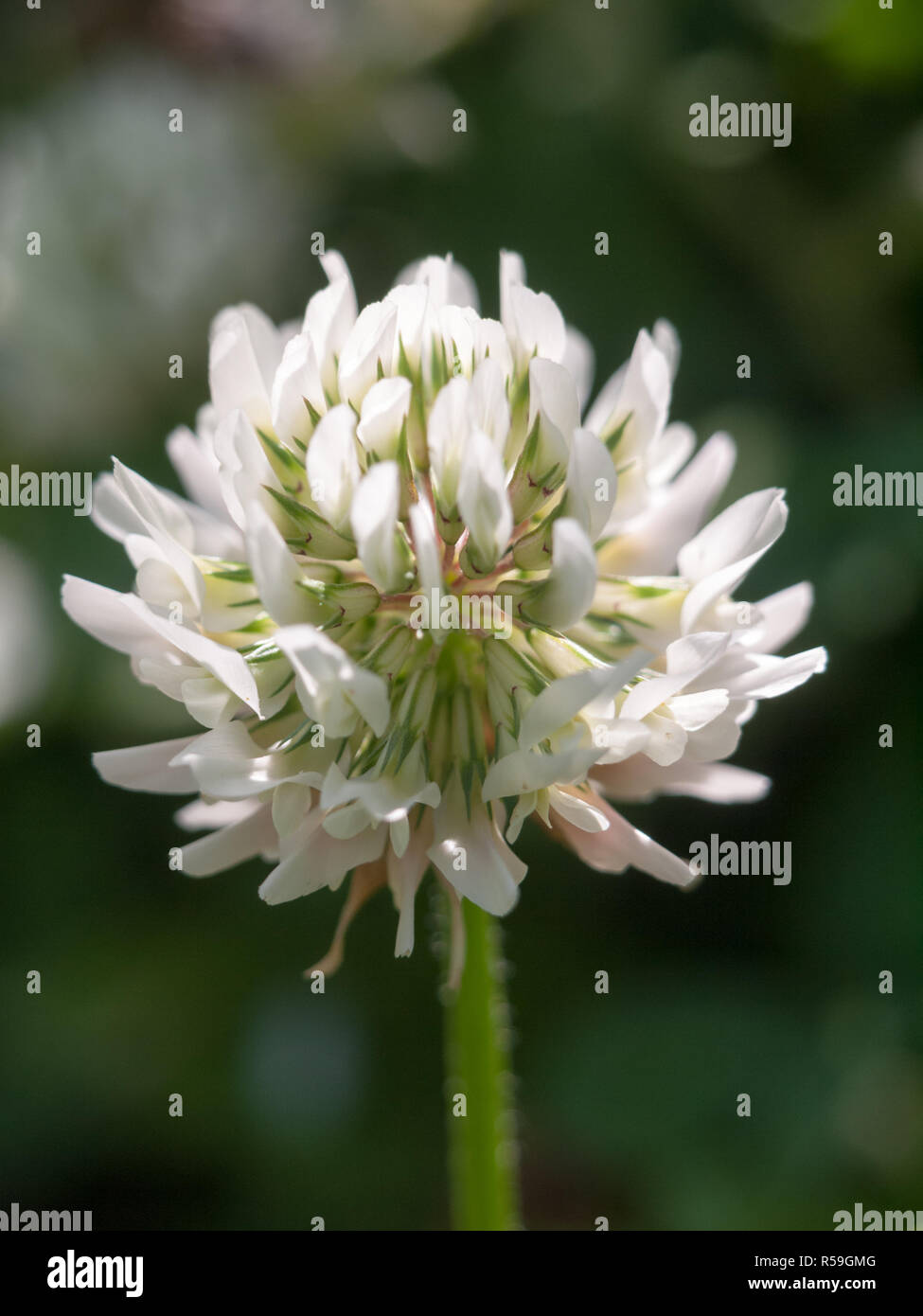 clover flower head up close outside Stock Photo - Alamy
