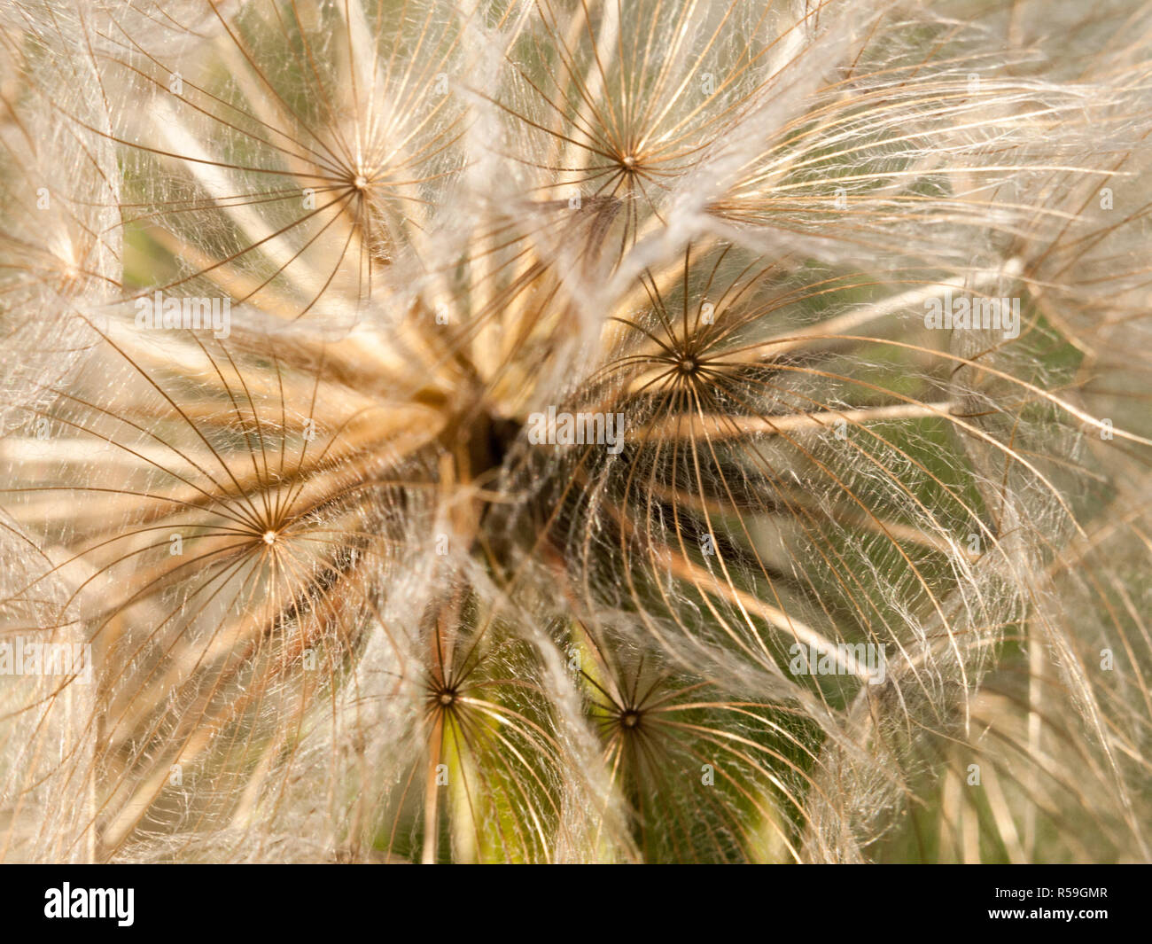 macro of detail of dandelion flower heads Stock Photo - Alamy