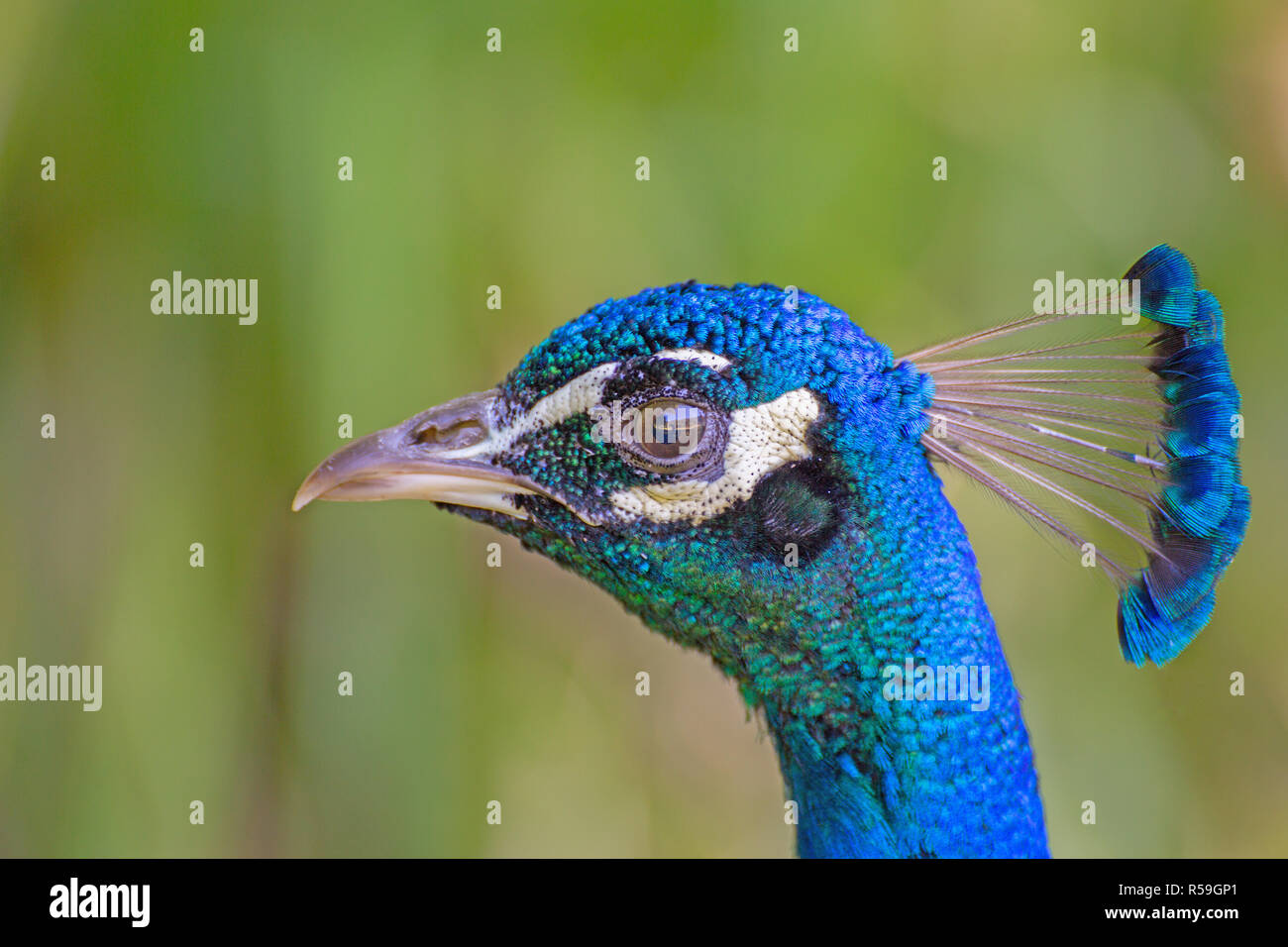 blue peacock portrait Stock Photo - Alamy
