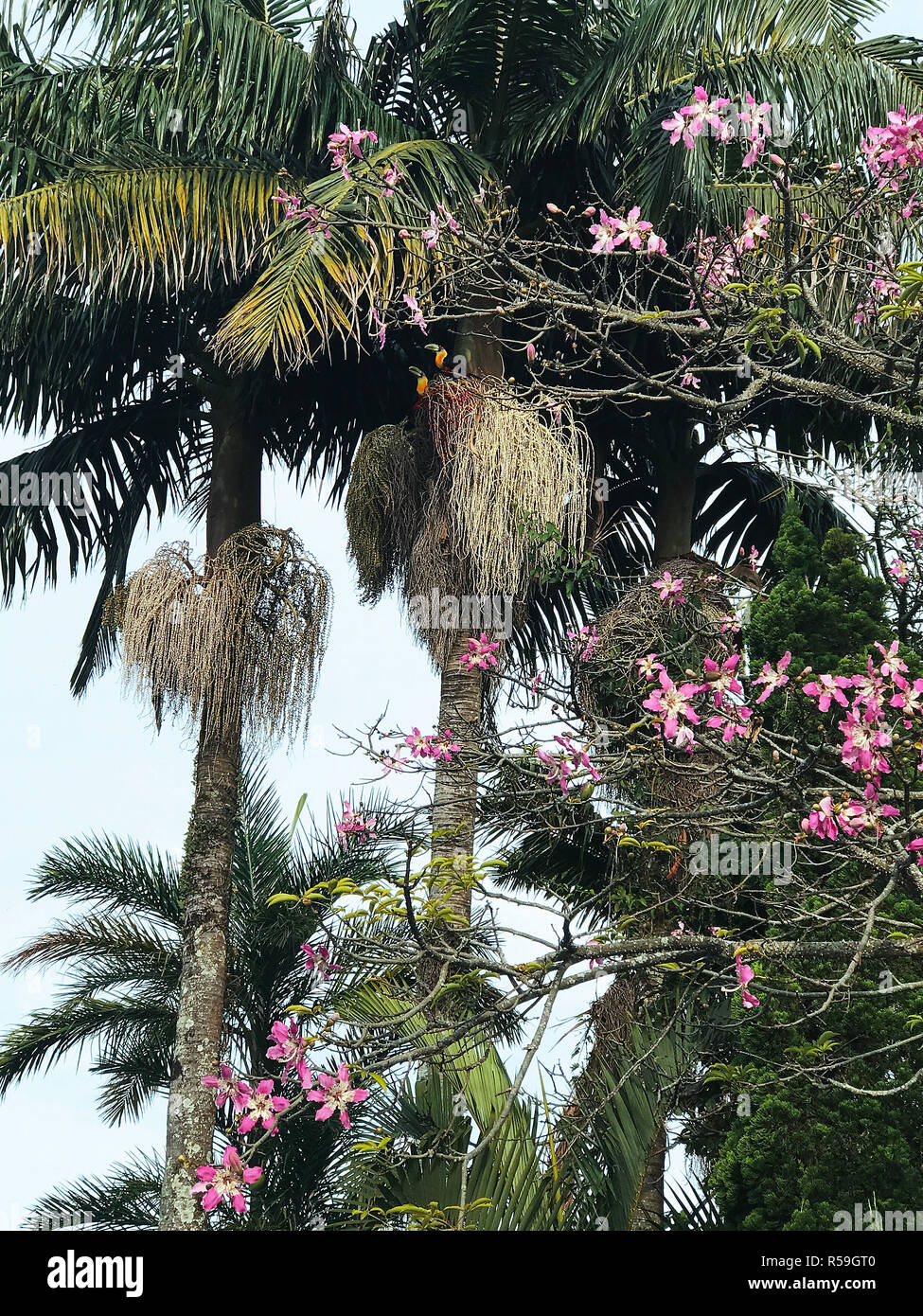 palm trees paradise flowers Stock Photo - Alamy