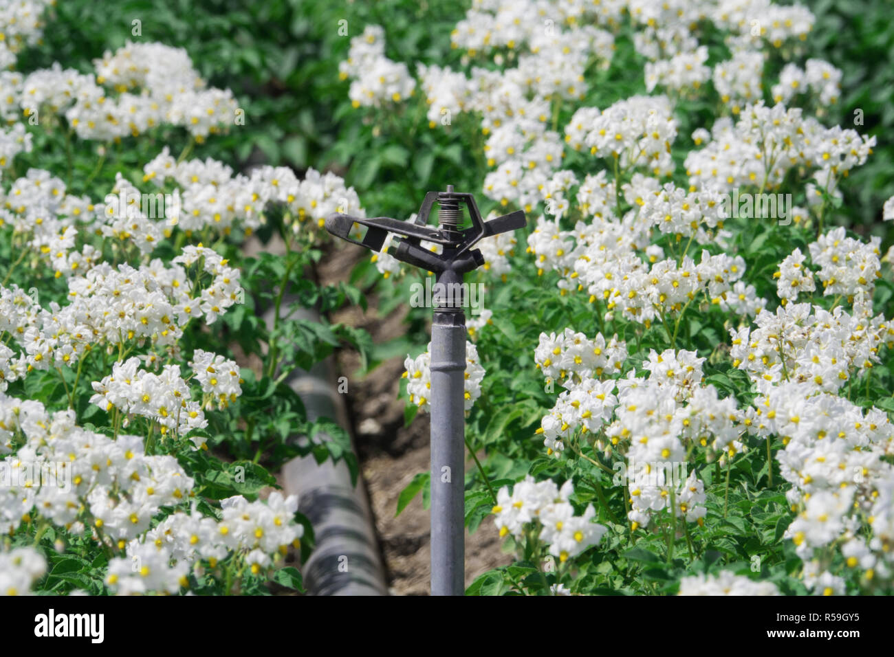 irrigation system with flowering potato plants Stock Photo - Alamy