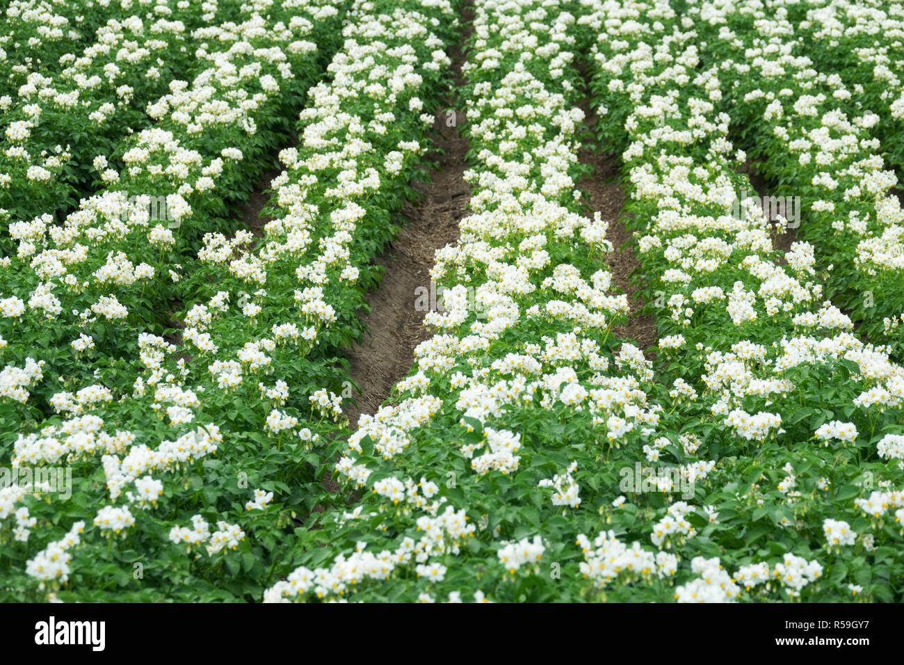 white flowering potato plants Stock Photo - Alamy