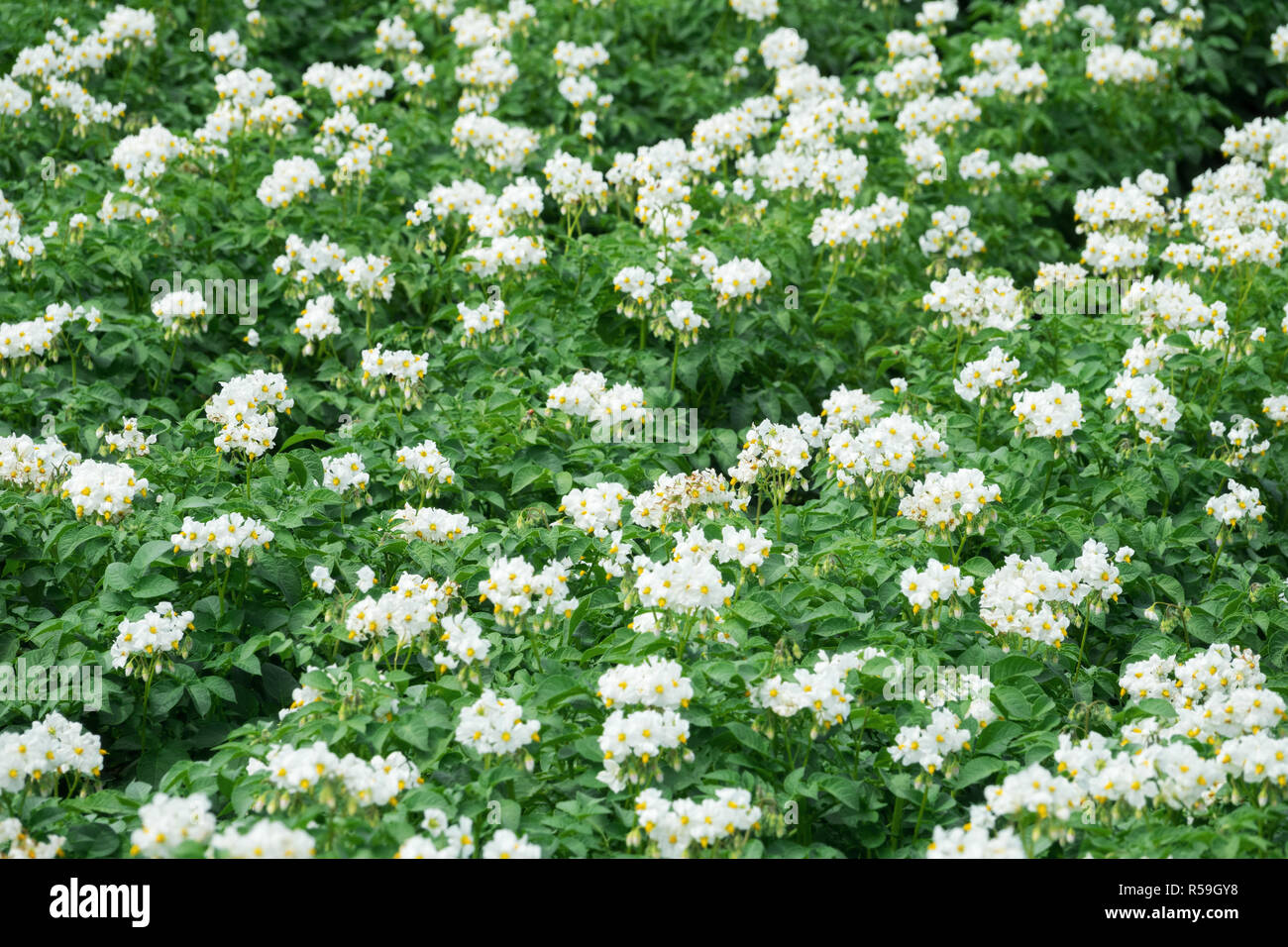 white flowering potato plants Stock Photo - Alamy