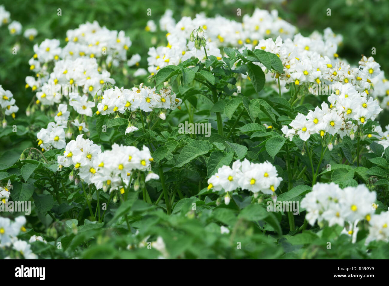 white flowering potato plants Stock Photo - Alamy