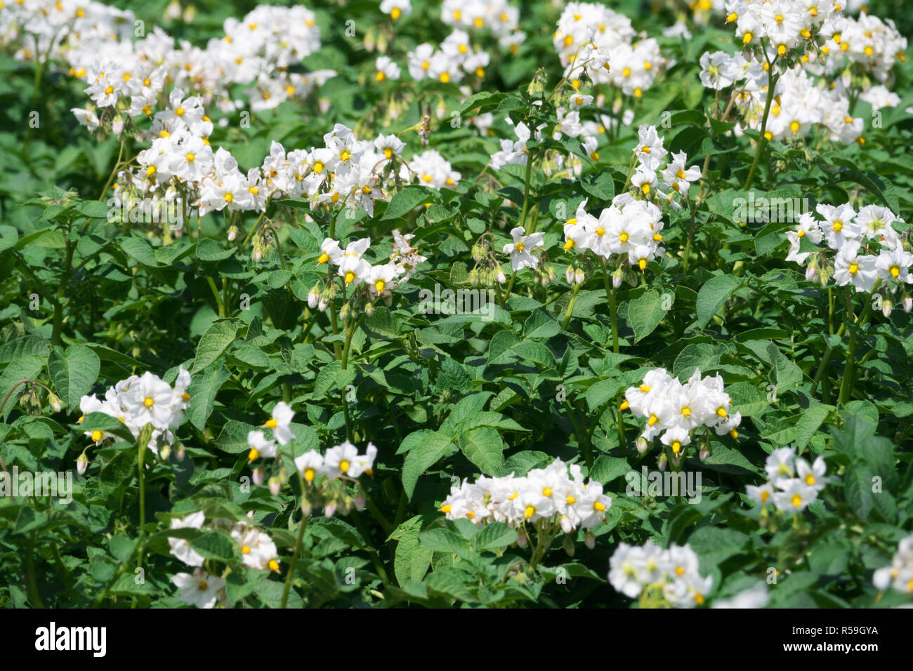 white flowering potato plants Stock Photo - Alamy