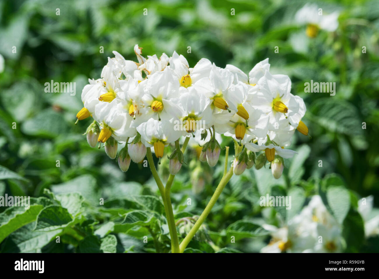 white flowering potato plants Stock Photo - Alamy