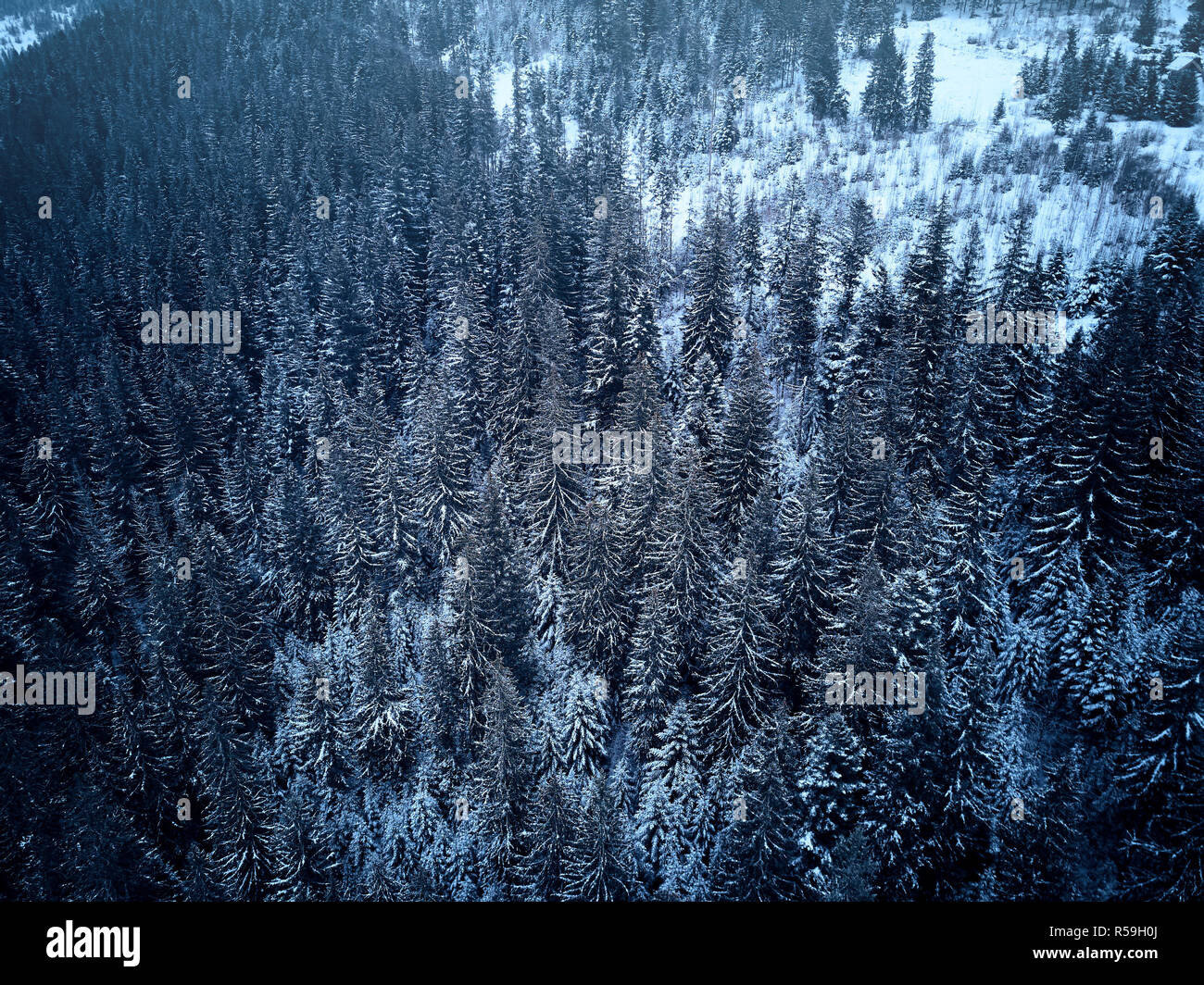 Aerial view from above of winter forest covered in snow. Pine tree and ...