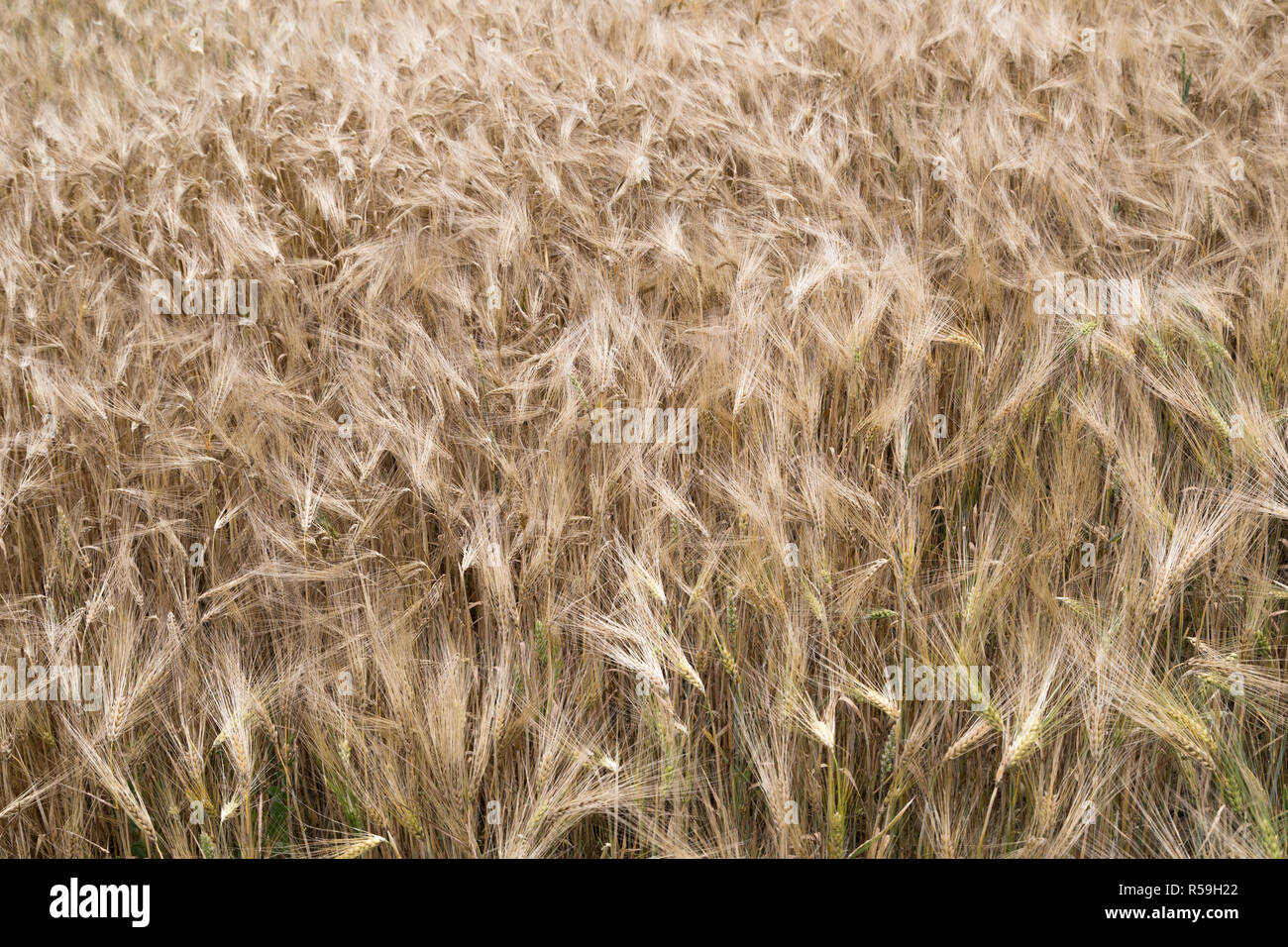 common barley field Stock Photo - Alamy
