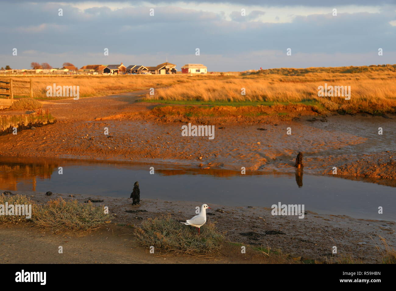 The Flats, Walberswick, Suffolk Coastal district, Suffolk, East Anglia ...