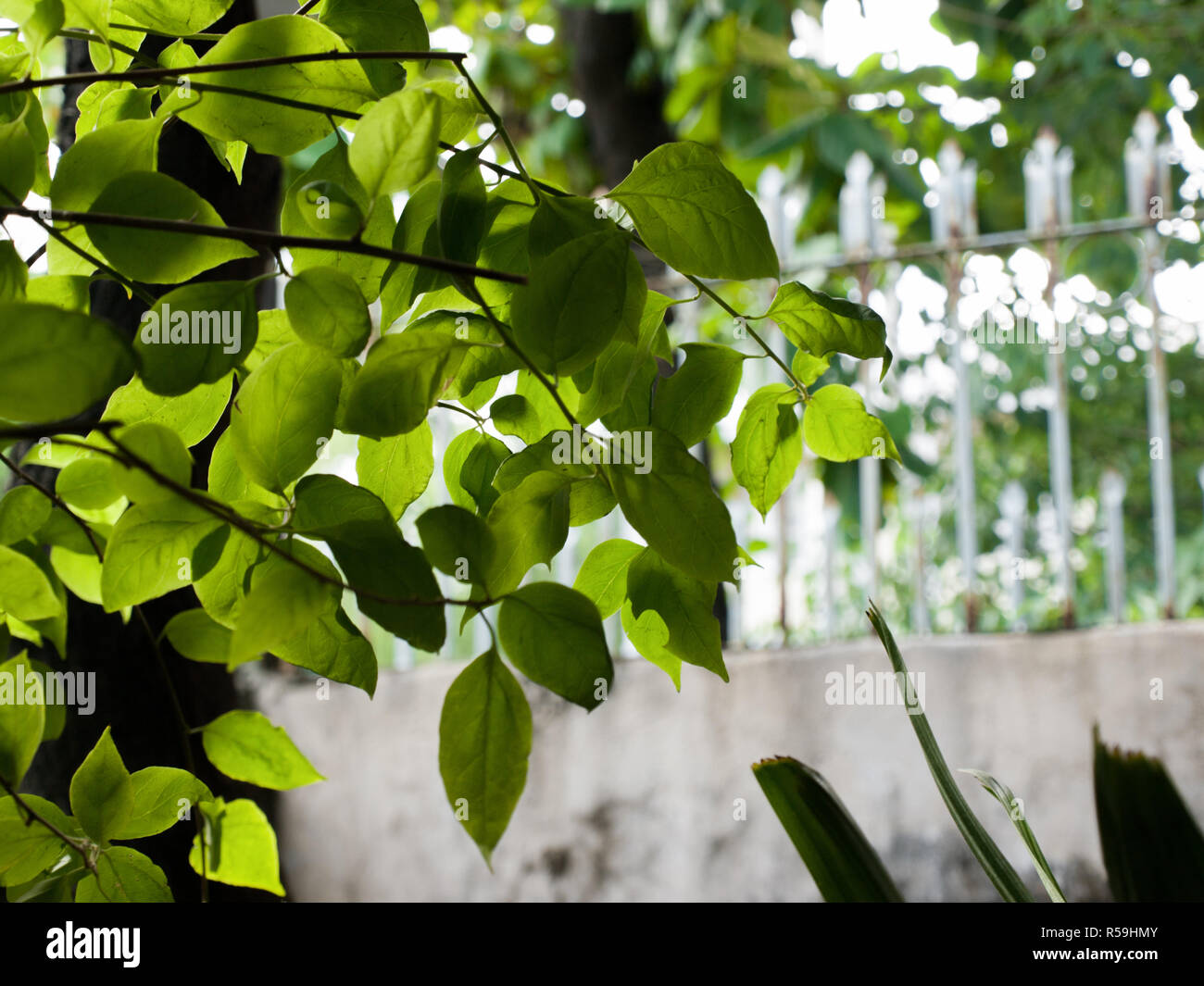 LEAVES UNDER SUNLIGHT Stock Photo - Alamy