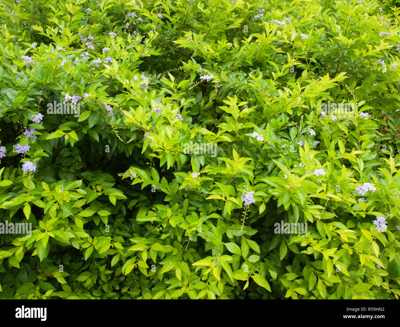 LEAVES UNDER SUNLIGHT Stock Photo - Alamy