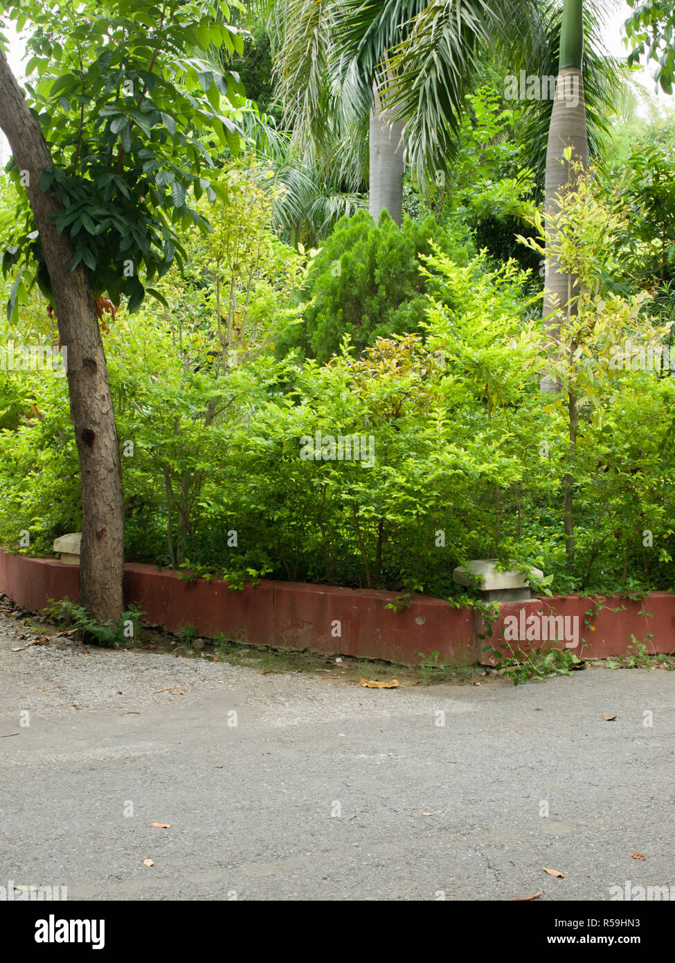 PAVEMENT WITH PLANTS Stock Photo - Alamy